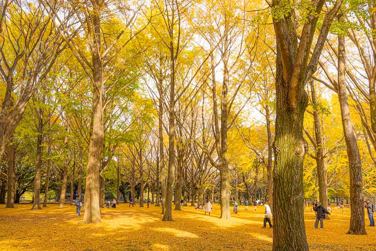 Yoyogi Park is the most popular park near Meiji Shrine