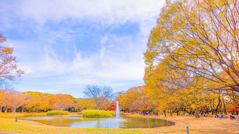 Yoyogi Park is the most popular park near Meiji Shrine