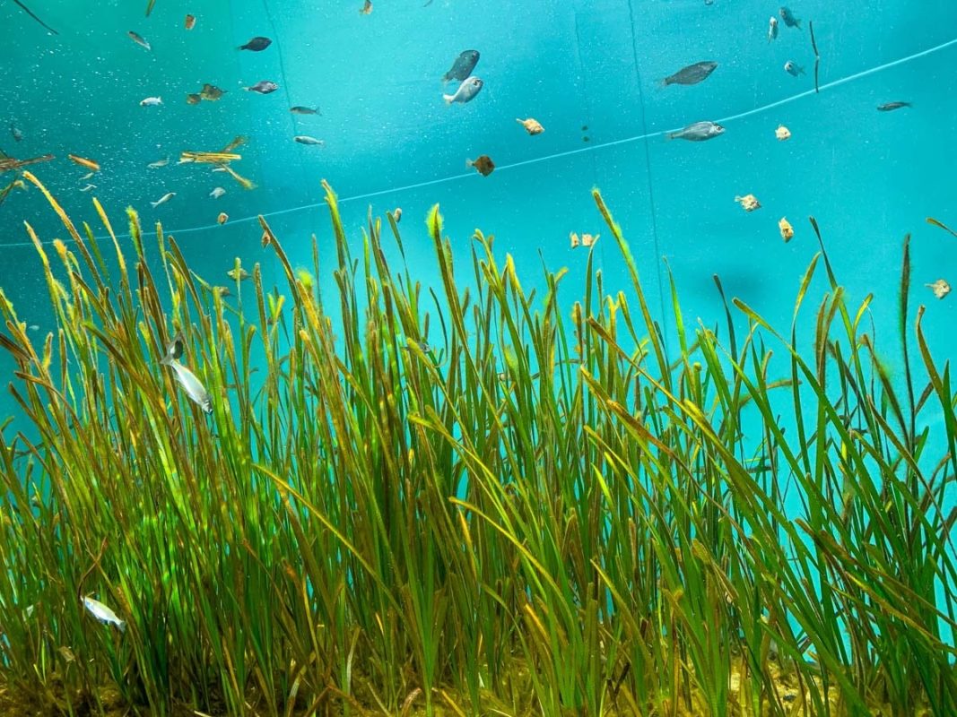 Tokyo Sea Life Park is the best with Cheaper admission Fee