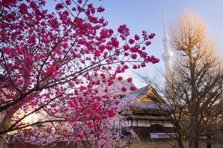 Sumida Park is the center of many famous spots