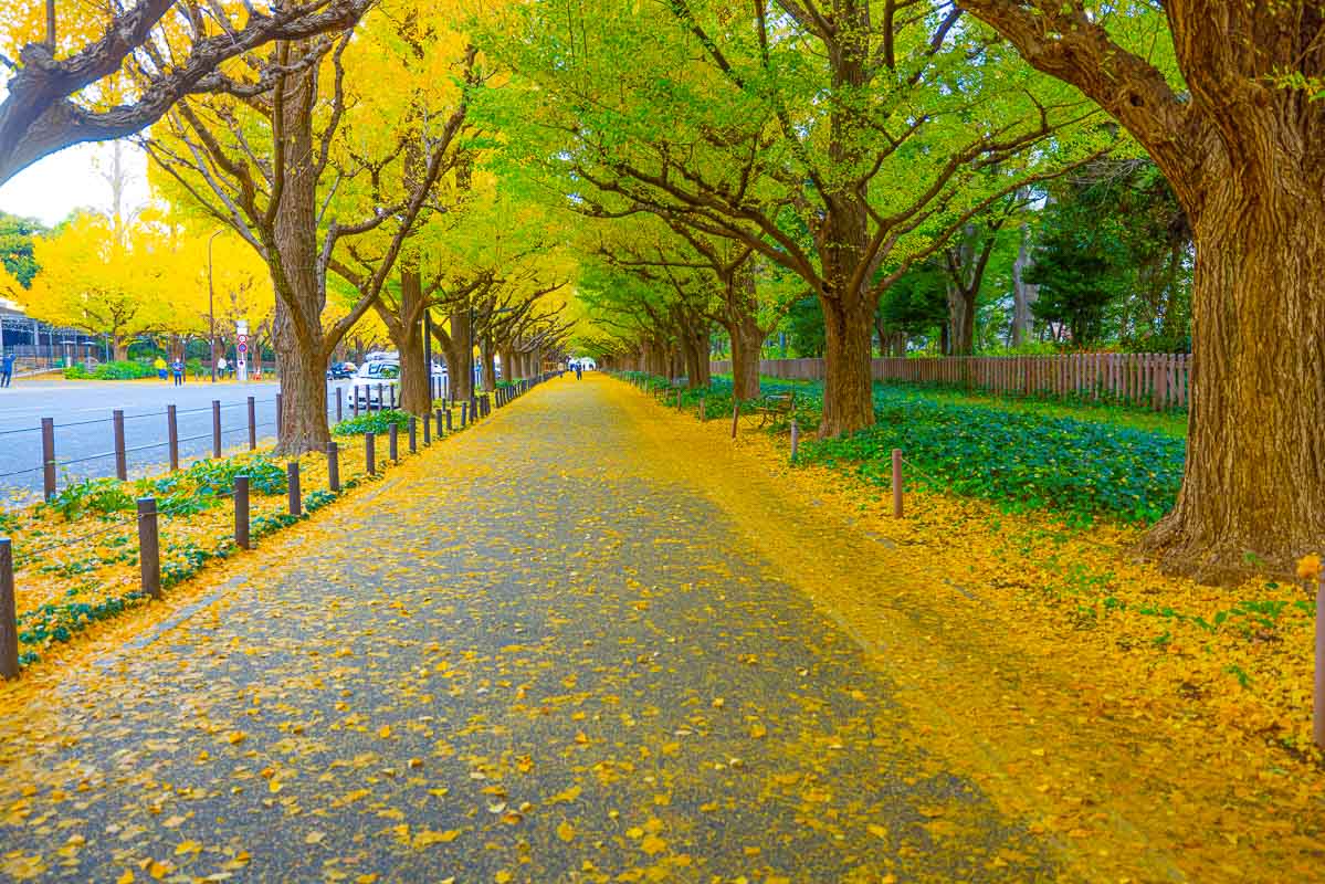Jingu Gaien Ginkgo Avenue is the best for autumn leaves