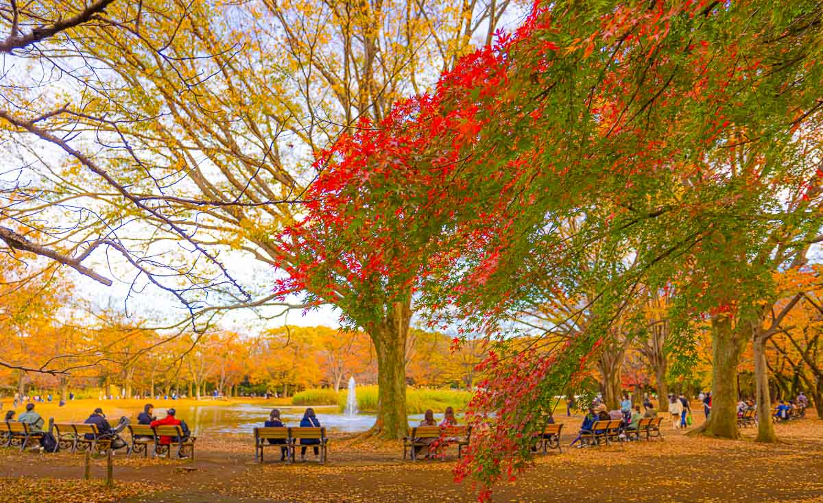 20 best places to see Autumn Leaves in Tokyo