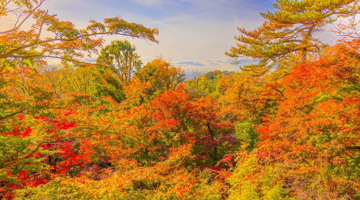 Todoroki Valley is the only Hiking spot in Tokyo