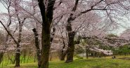 Yoyogi Park Cherry Blossom Best Place For Hanami 