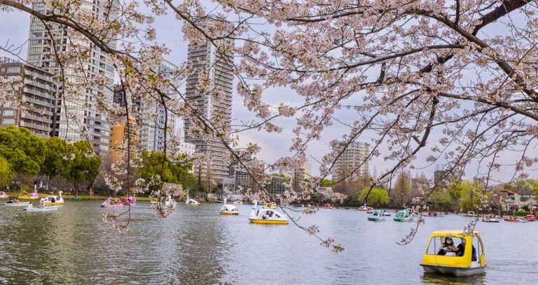 Row, Pedal, and Glide Across the Picturesque Shinobazu Pond