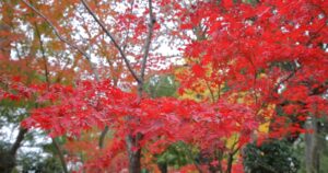 Tokyo in October: Autumn's Colorful Symphony