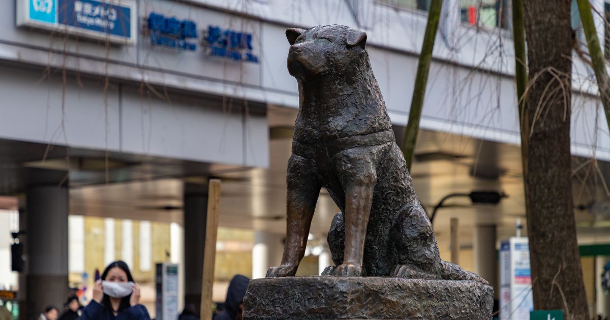 Hachiko Statue in Shibuya is a Famous tourist Attraction